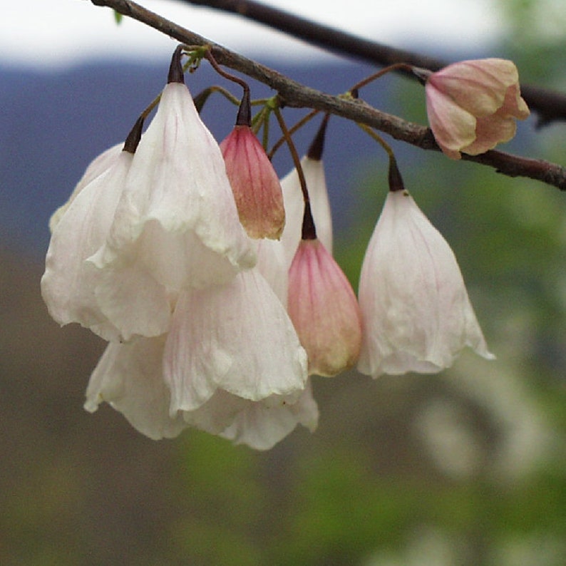 Carolina Silverbells 12" Panel (also Known as Mountain Silverbells) - Etsy