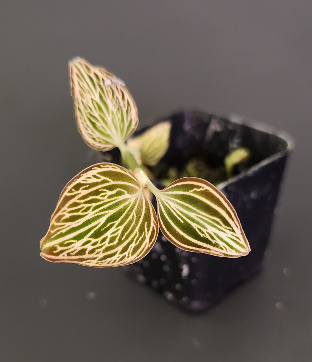 Anoectochilus Reinwardtii 'distinction' RARE Jewel Orchid - Etsy