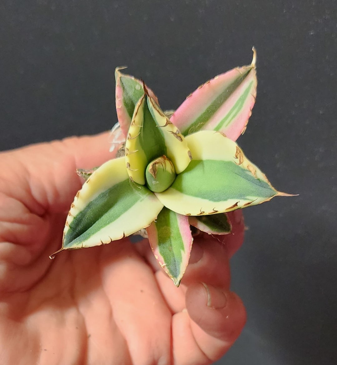Agave Titanota 'snaggle Tooth' PLUG RARE - Etsy