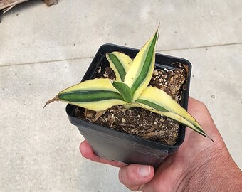 Rare Agave - Etsy