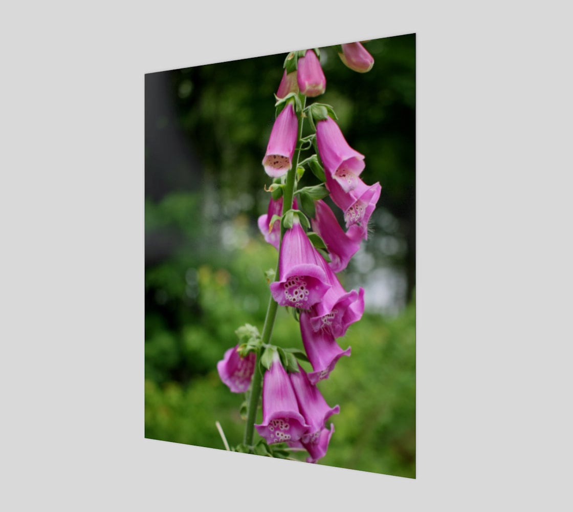 Foxglove - Poster Print - Etsy