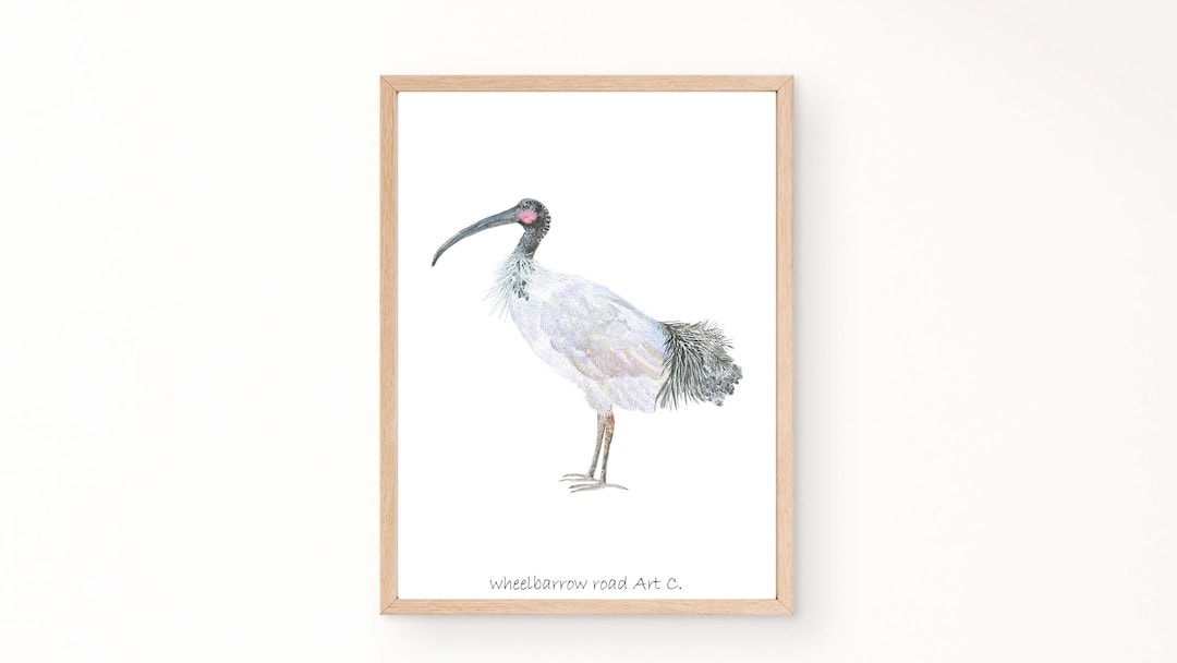 Ibis, Bin Chicken Nursery Print Australian Animal Nursery Decor ...