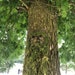 Tree Man Face - Etsy