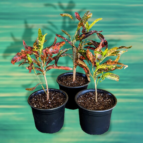 Croton Red Batik codiaeum Variegatum 'red Batik' | Etsy