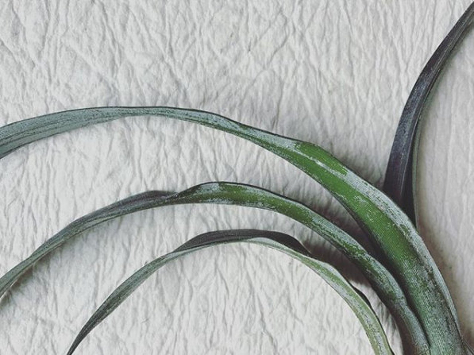 Pinatex Natural Pineapple Leather Vegan Original - Etsy