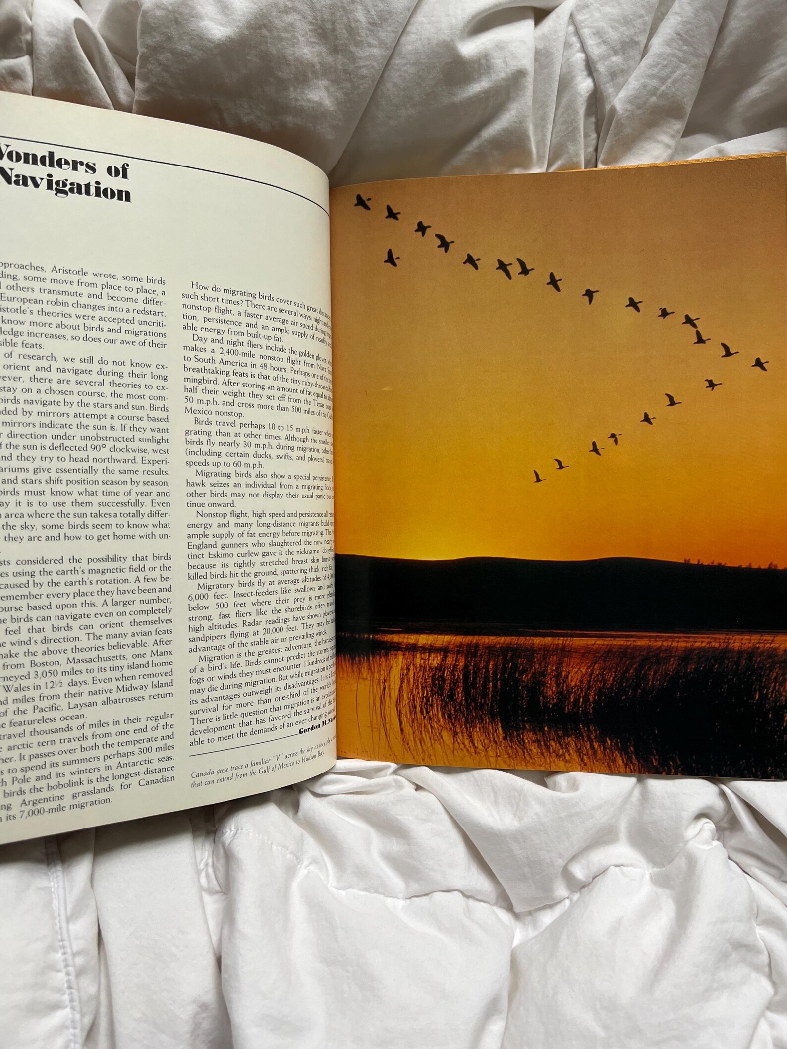 Vintage Hardcover Book: the Gift of Birds - Goldenrod Yellow Decor - Etsy