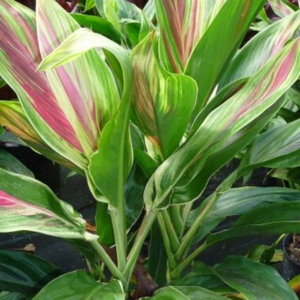 Cordyline - Etsy