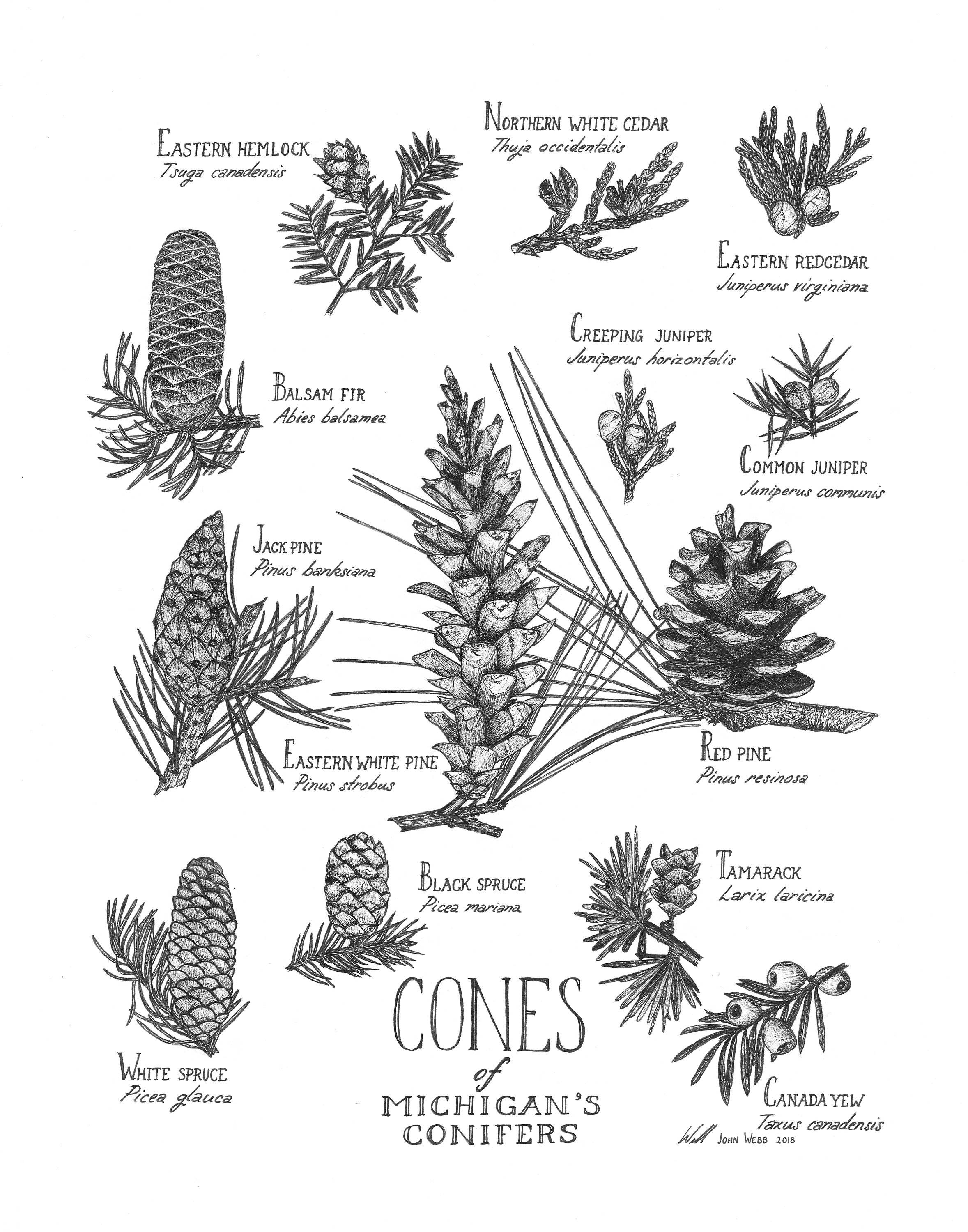 Cones of Michigan's Conifers - Etsy