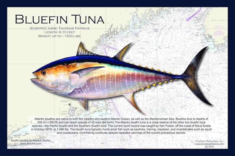 Reusable Fish Placemat: Bluefin Tuna - Etsy