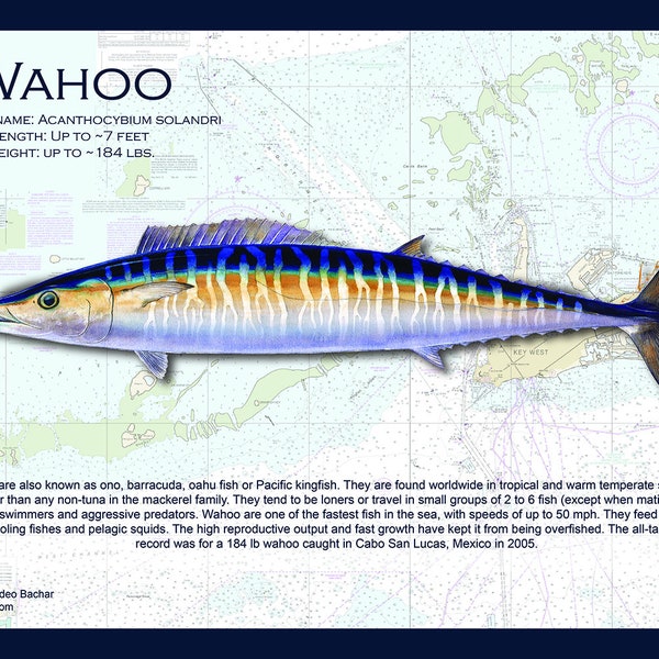 Wahoo Fish - Etsy