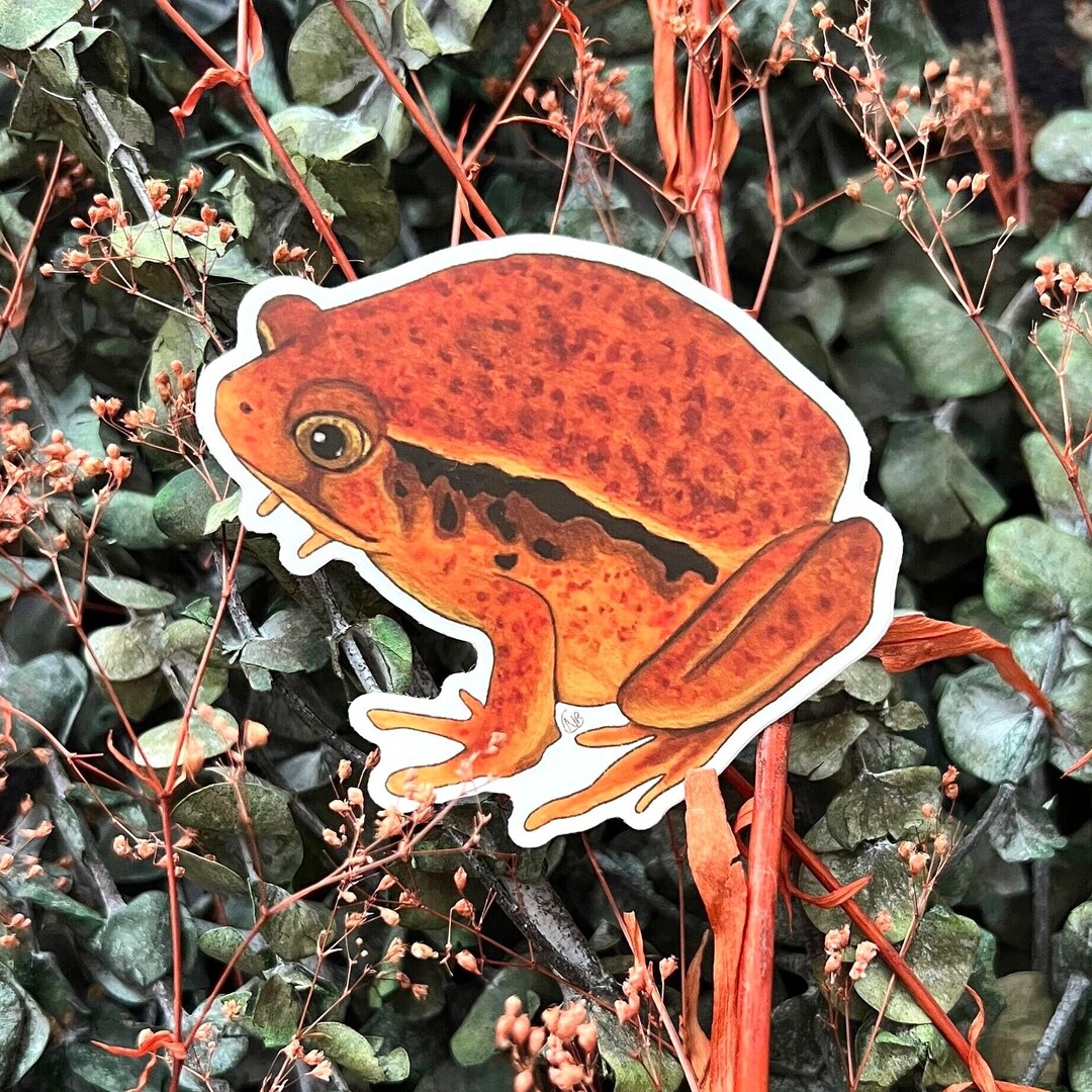 Vinyl Tomato Frog Sticker, Art Sticker, Stickers, Frog Sticker, Gift ...