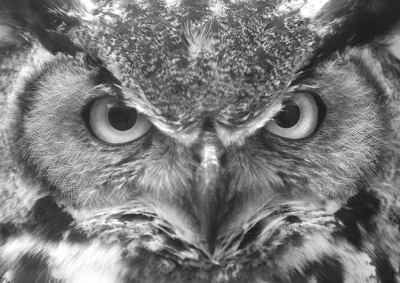 Eagle Owl - Etsy