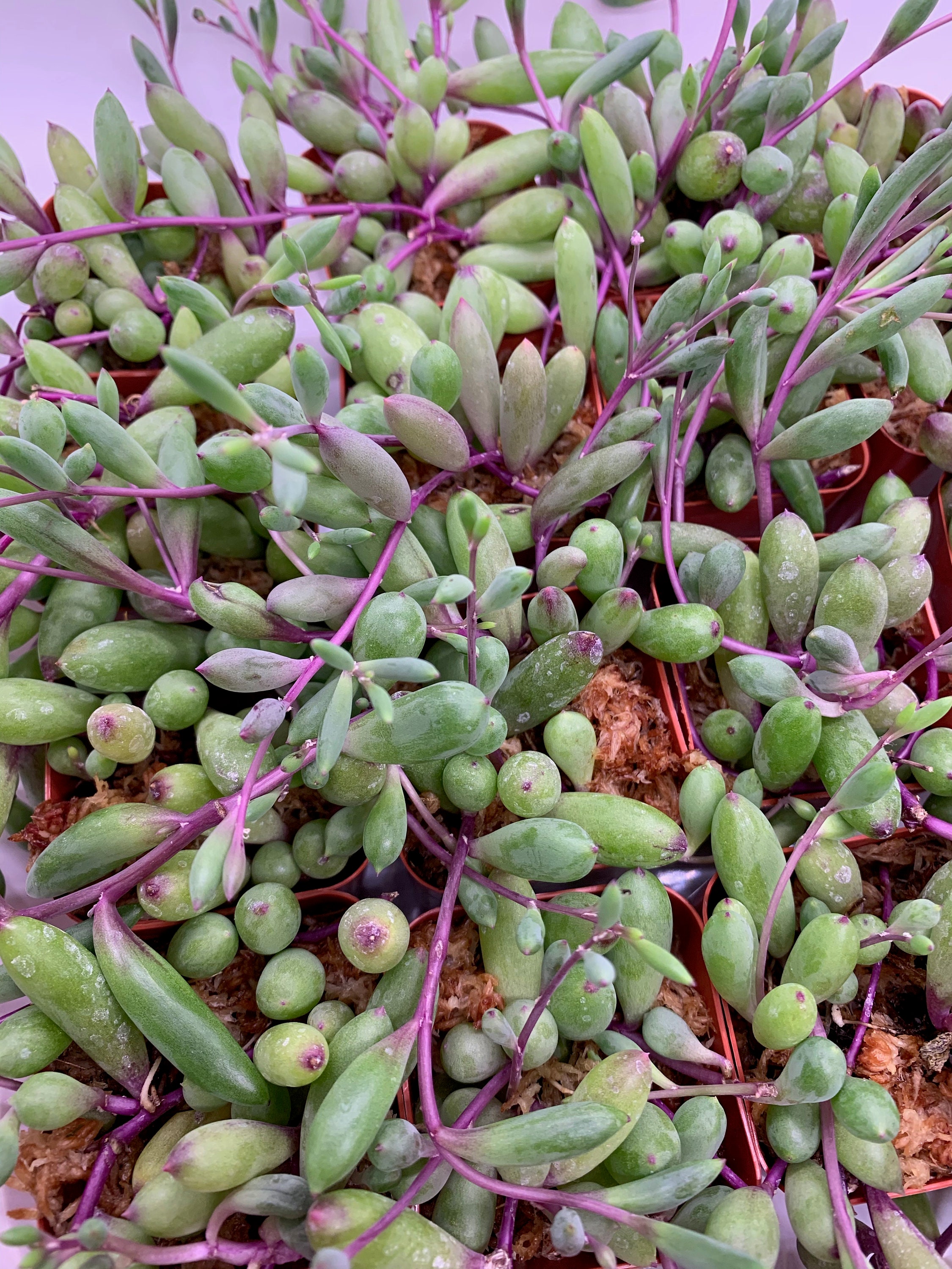 Ruby Necklace plant String of Pickles plant | Etsy
