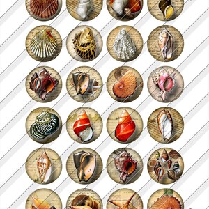 Sea Shells Digital Collage Sheets Printable Download for Bottle Caps ...