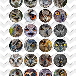 Owls Digital Collage Sheets Printable Download for Bottle Caps Pendants ...