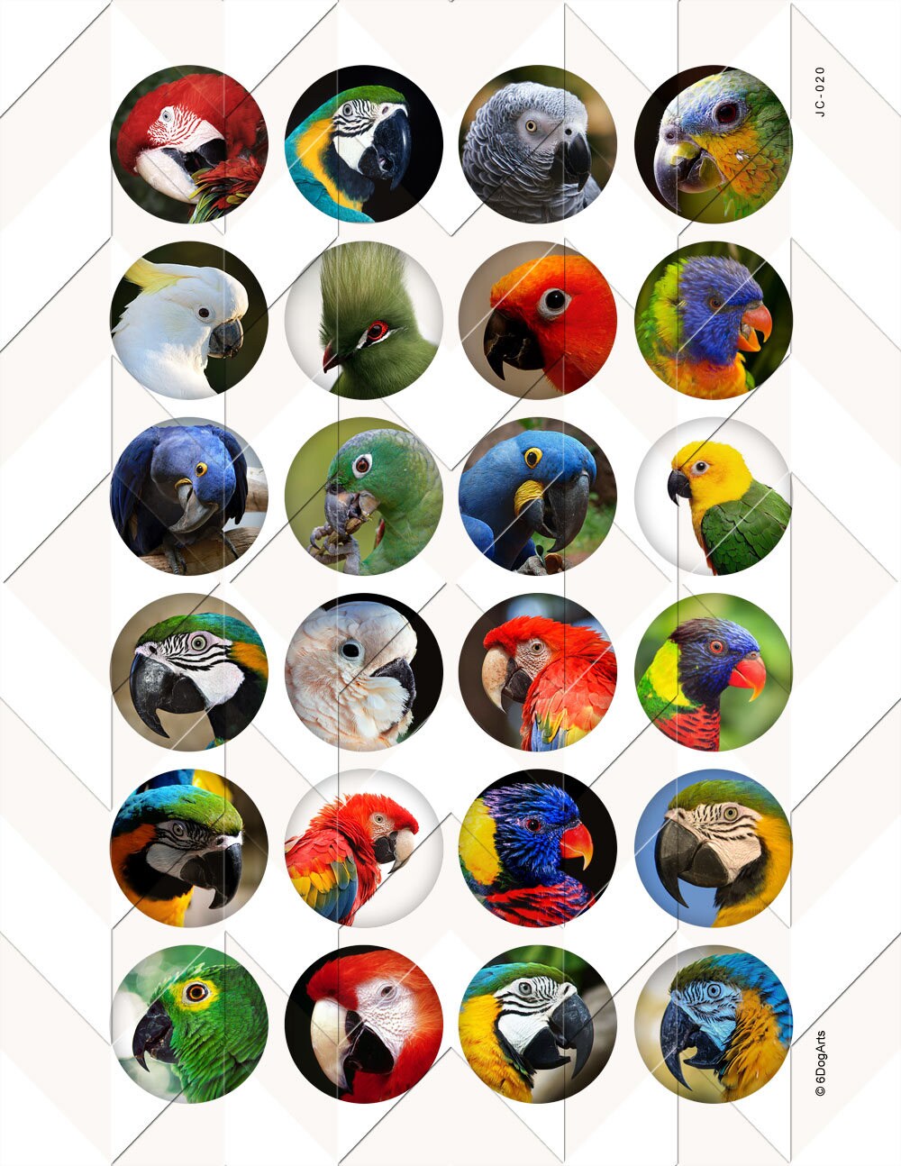 Parrots Digital Collage Sheets Printable Download for Bottle Caps ...