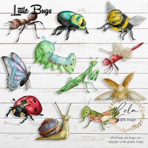 Cute Summer Bugs Clipart | Watercolor Insect | Bee | Snail | Dragonfly ...