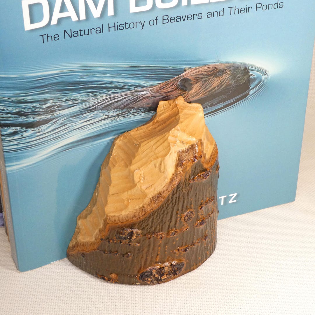 Bookends Made From a Beaver Tree Stump - Etsy