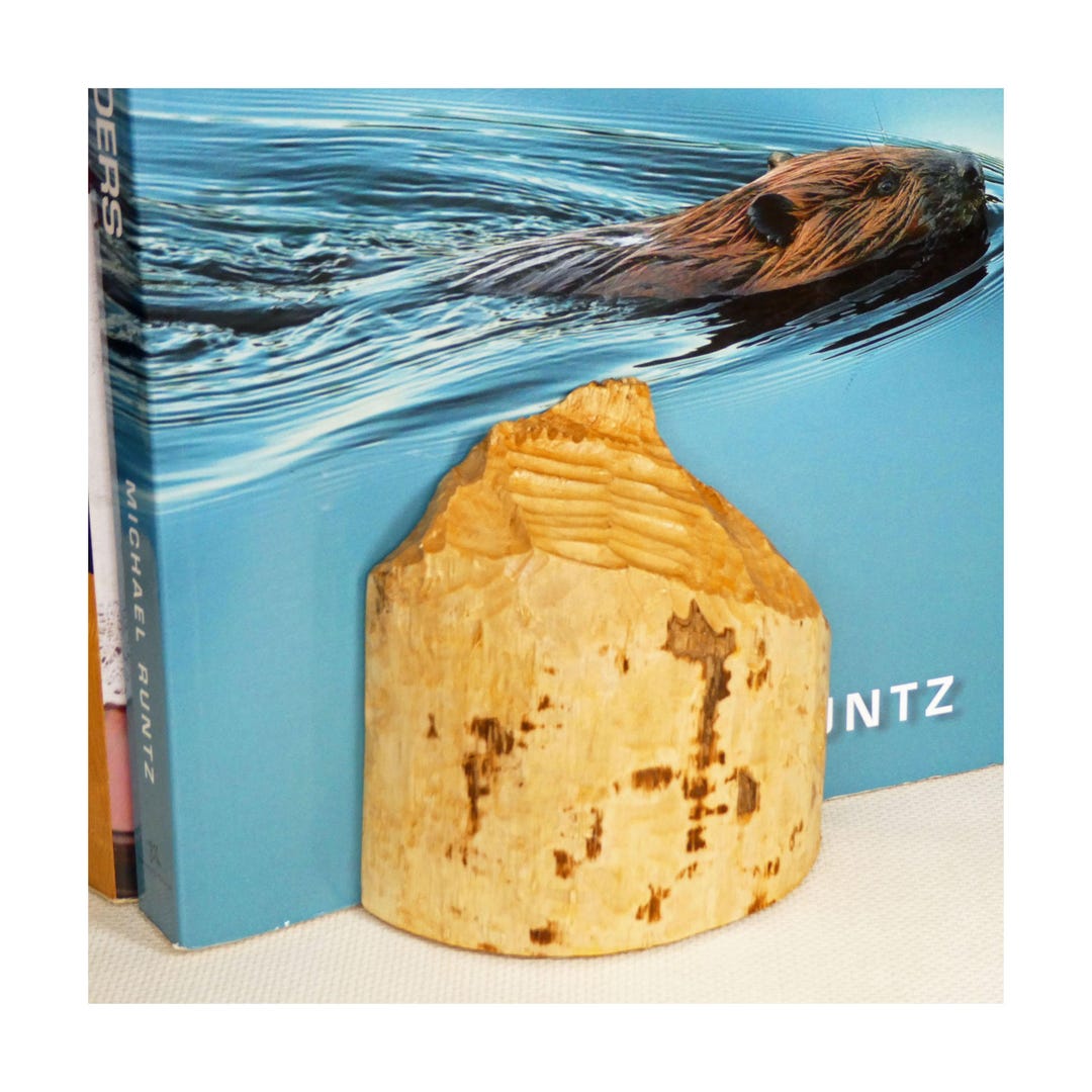 Bookends Made From a Beaver Tree Stump - Etsy