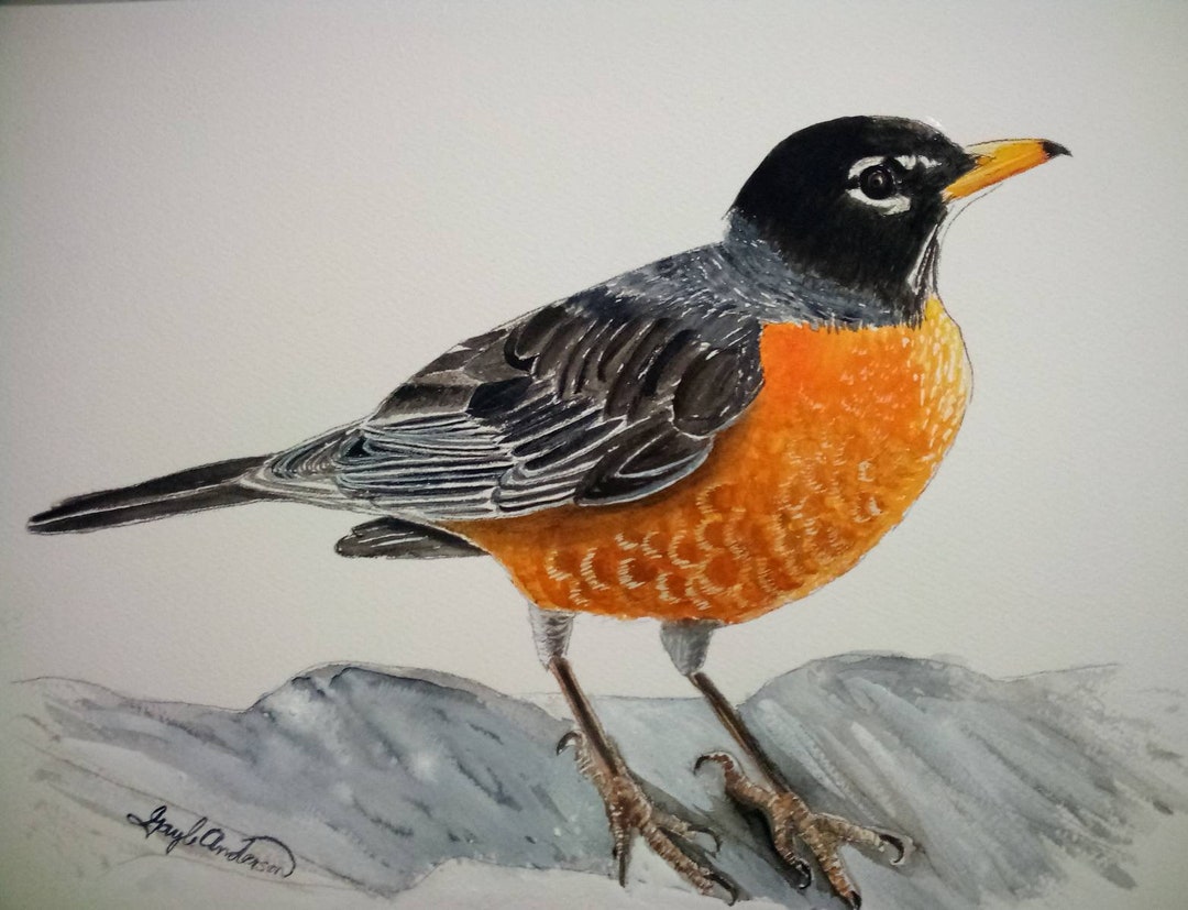 American Robin Limited Print - Etsy
