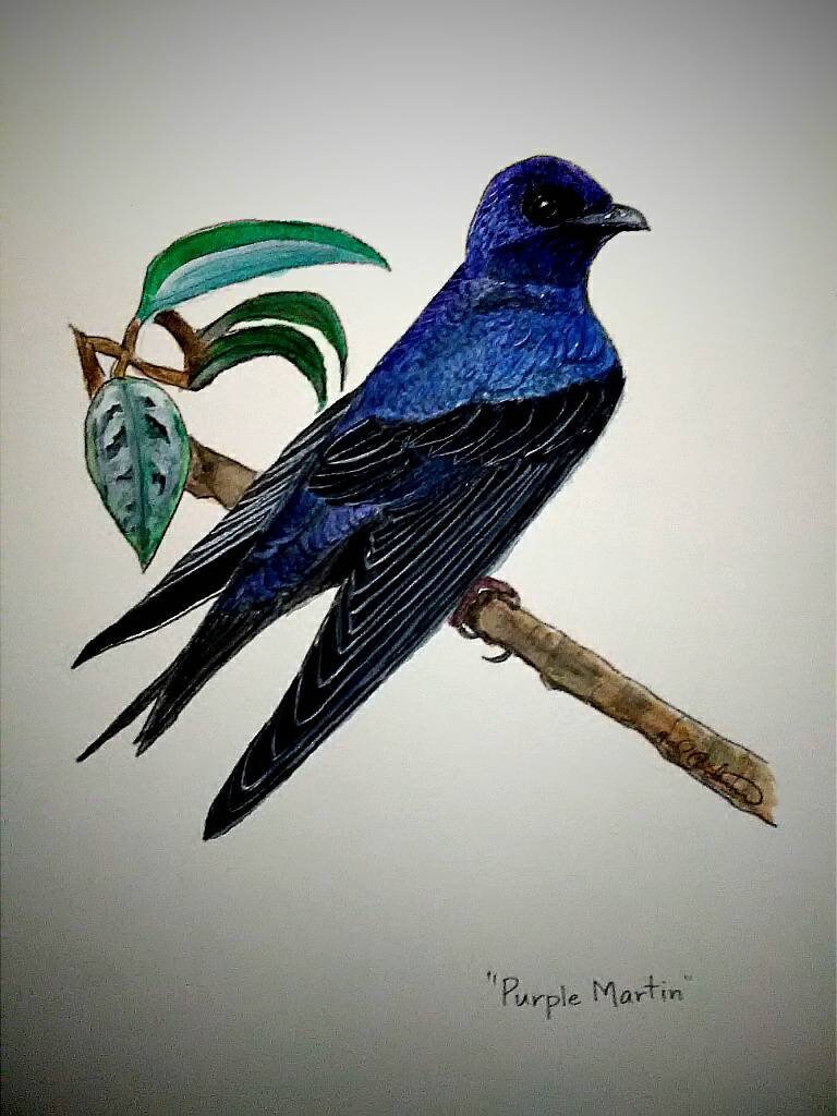 Purple Martin Drawings