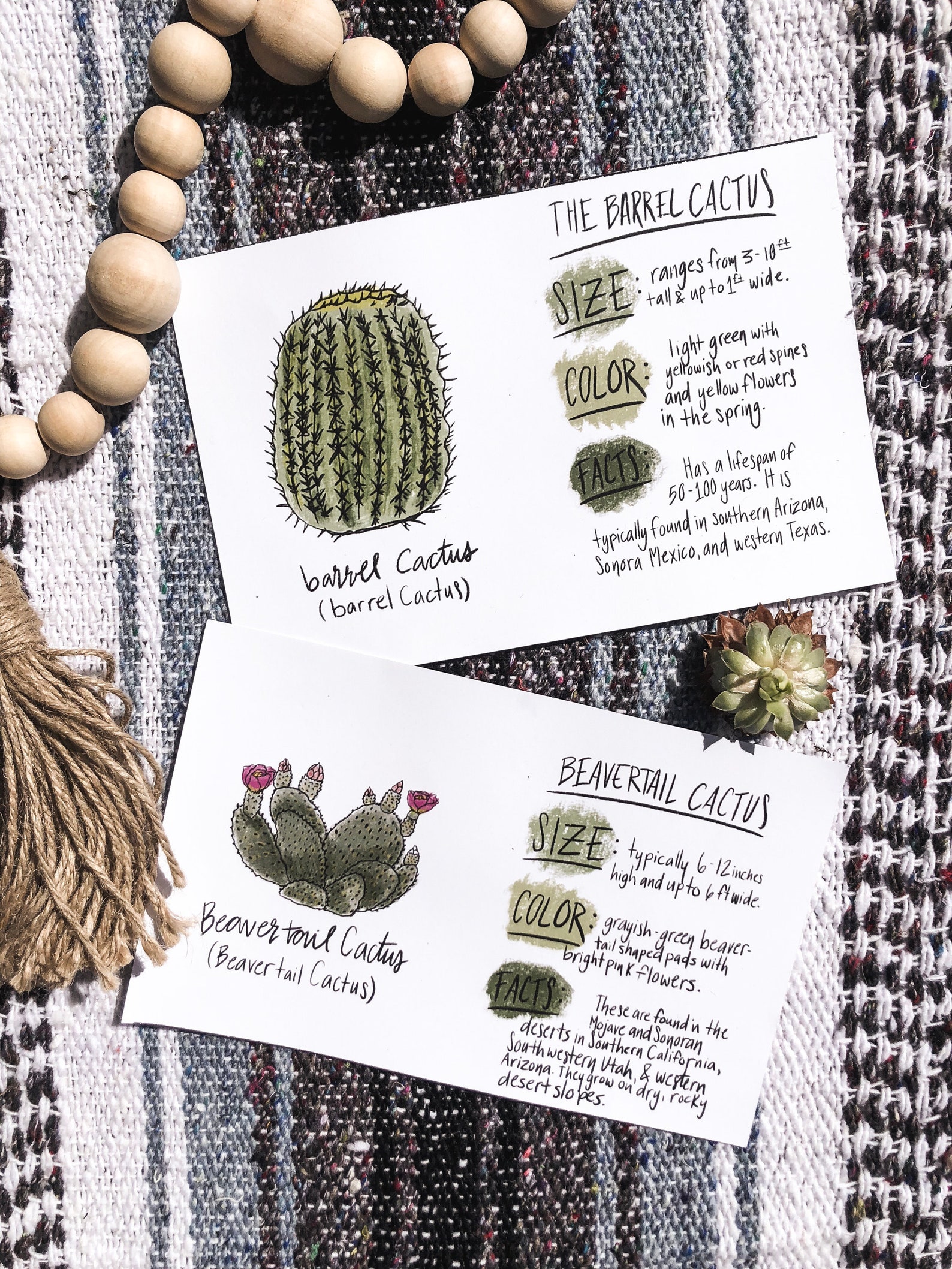 Cactus and Succulent Printable Flashcards | Etsy