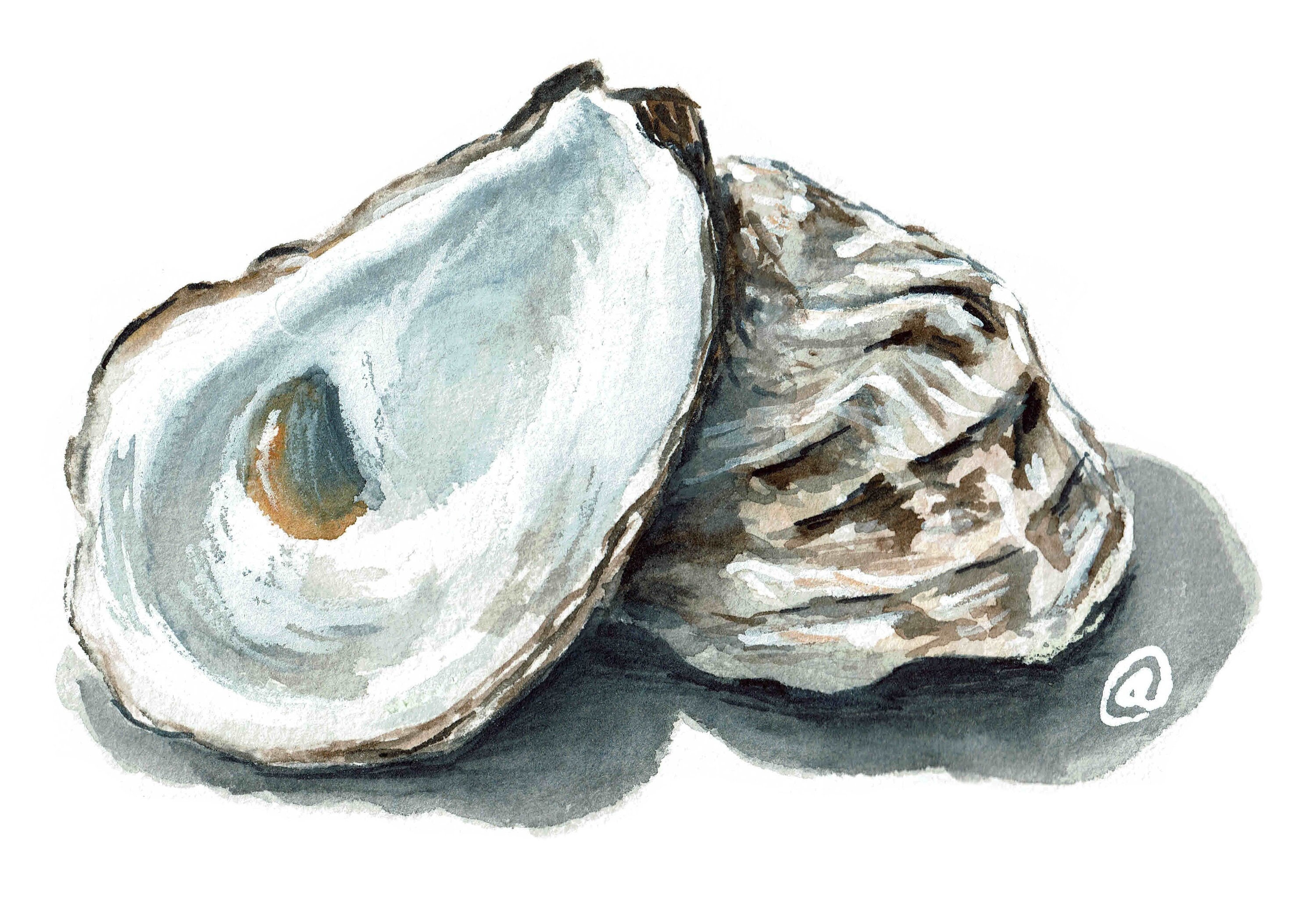 Oyster Shells Watercolor Art Print - Etsy