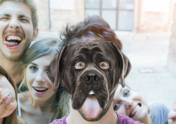 Cane Corso Printable Mask Gray Blue Photo-real Dog Mask - Etsy