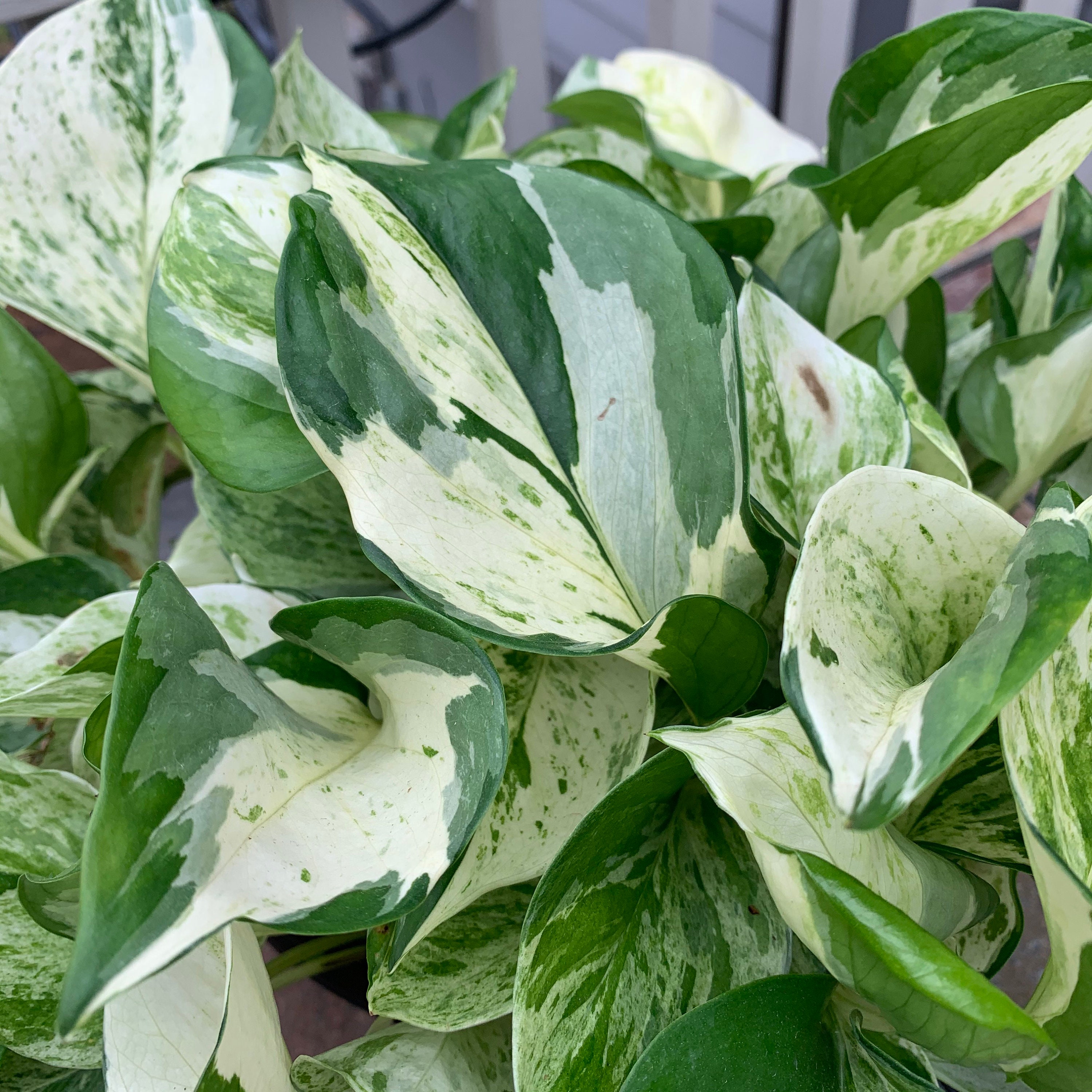 Manjula Pothos Home & Living Ferns, Grasses & Bamboo etna.com.pe