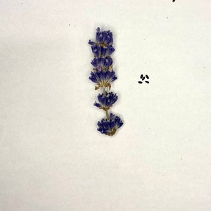 Folgate, Royal Velvet, and Melissa Lavender Seeds - Etsy