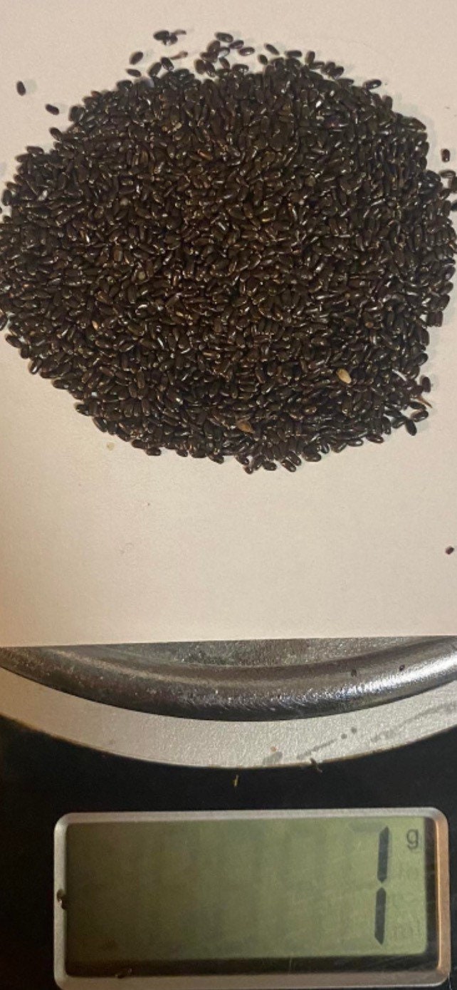 Folgate, Royal Velvet, and Melissa Lavender Seeds - Etsy