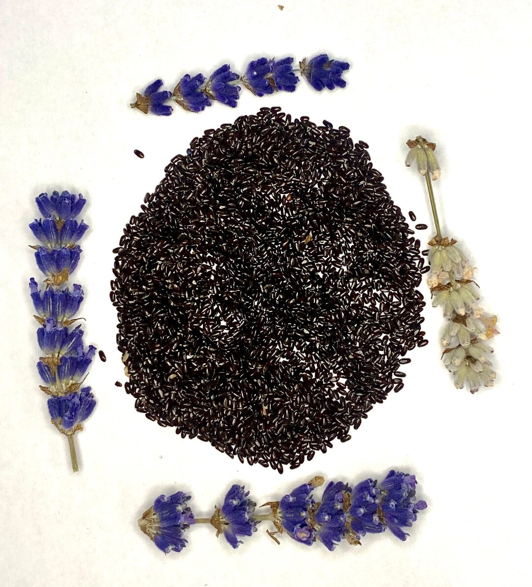 Folgate, Royal Velvet, and Melissa Lavender Seeds - Etsy