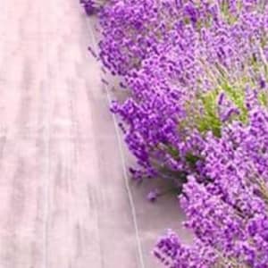 Folgate, Royal Velvet, and Melissa Lavender Seeds - Etsy