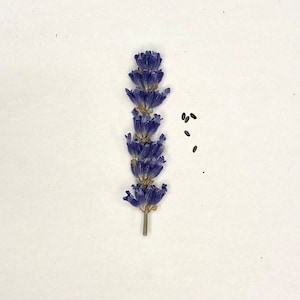 Folgate, Royal Velvet, and Melissa Lavender Seeds - Etsy