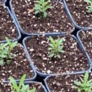 Folgate, Royal Velvet, and Melissa Lavender Seeds - Etsy