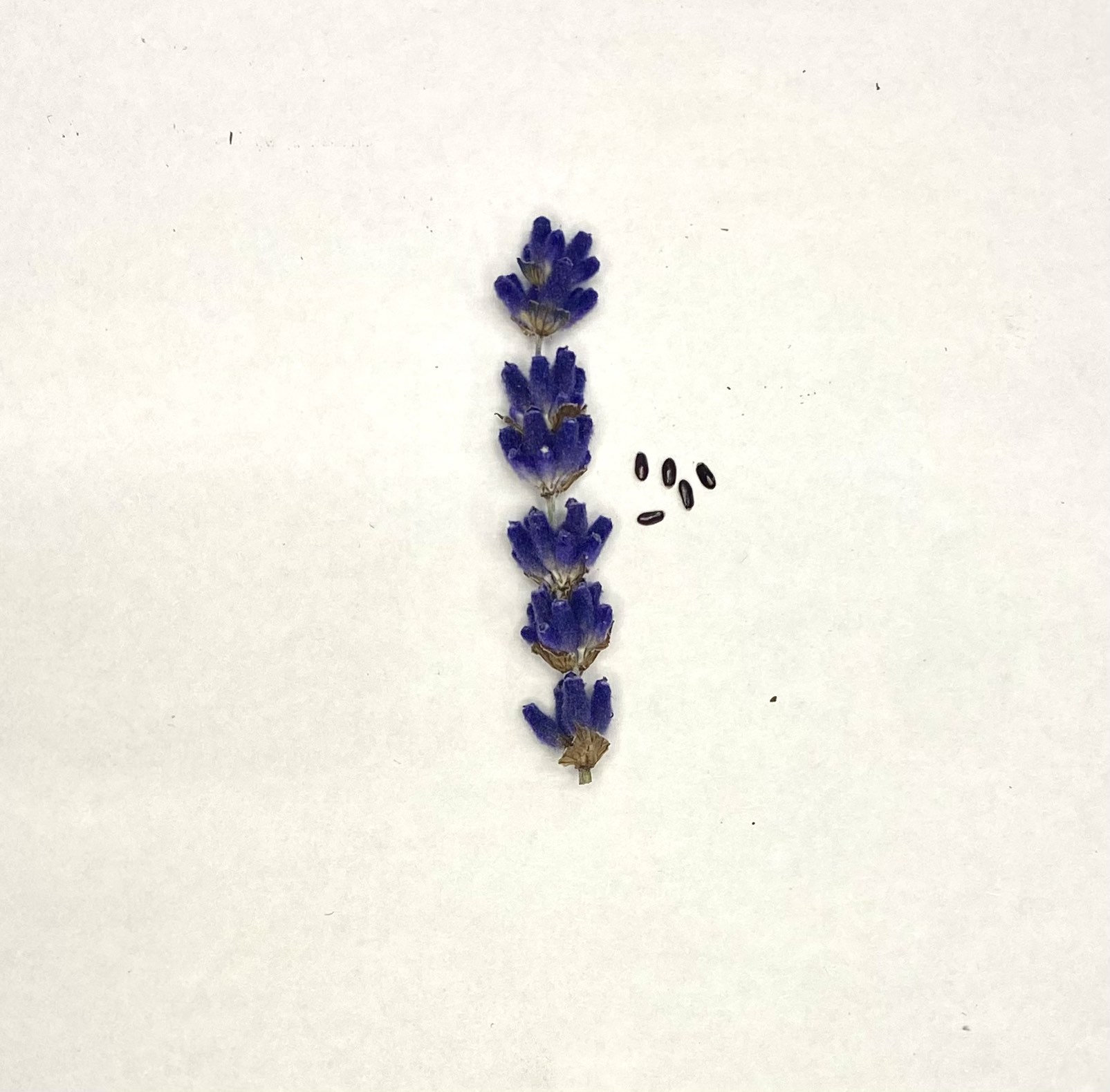 Folgate, Royal Velvet, and Melissa Lavender Seeds - Etsy