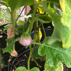 Purple Mini Eggplant Seed - Etsy