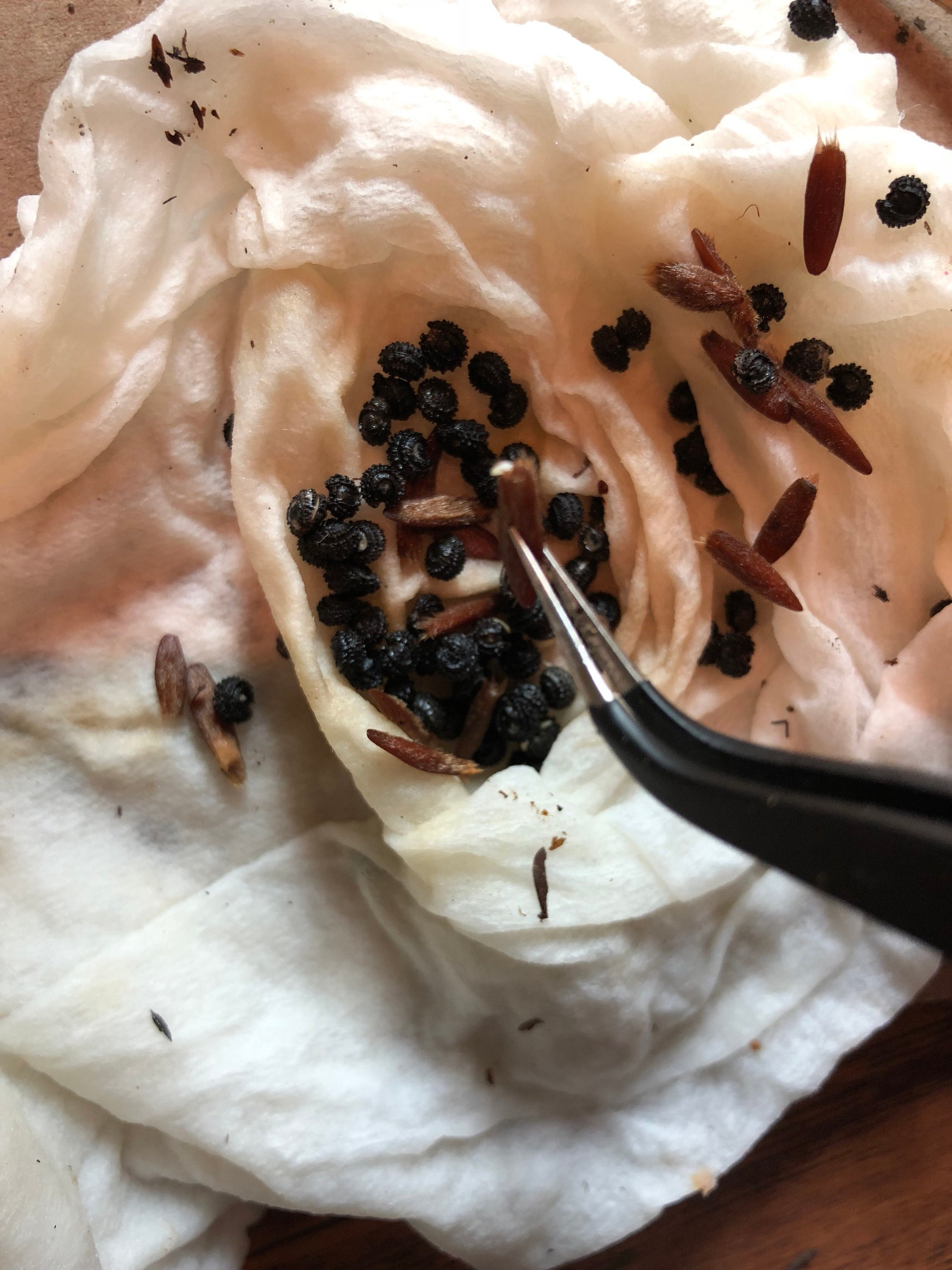 Sour Soup Creeper Seed/aganonerion Polymorphum( Lá Giang ) 5seeds. - Etsy