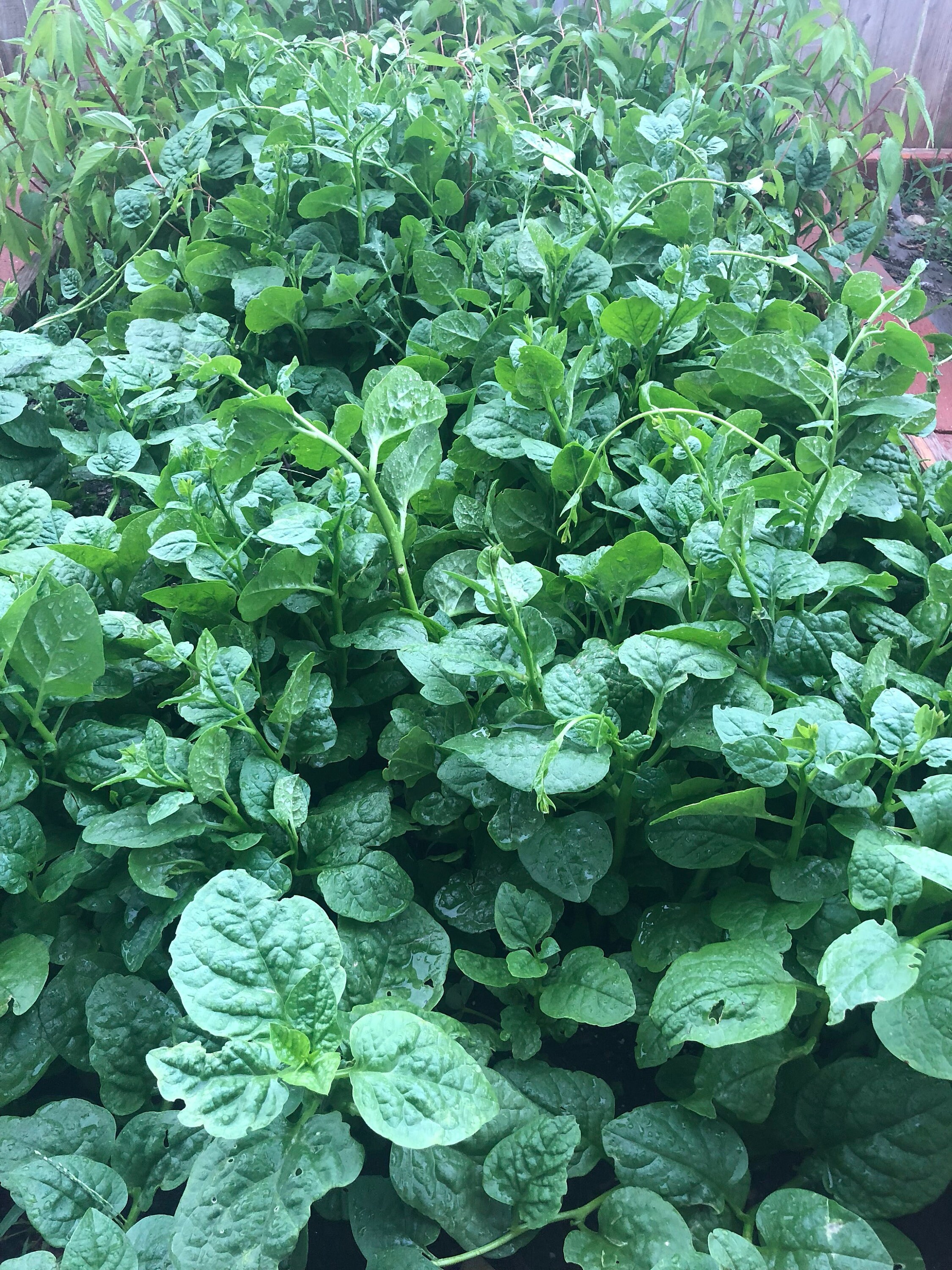 Malabar Spinach Seeds La Mong Toi( Green or Red ) - Etsy