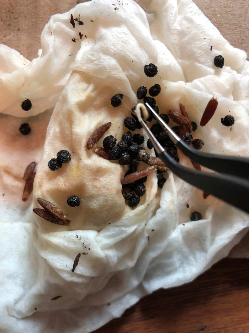 Sour Soup Creeper Seed/aganonerion Polymorphum( Lá Giang ) 5seeds. - Etsy