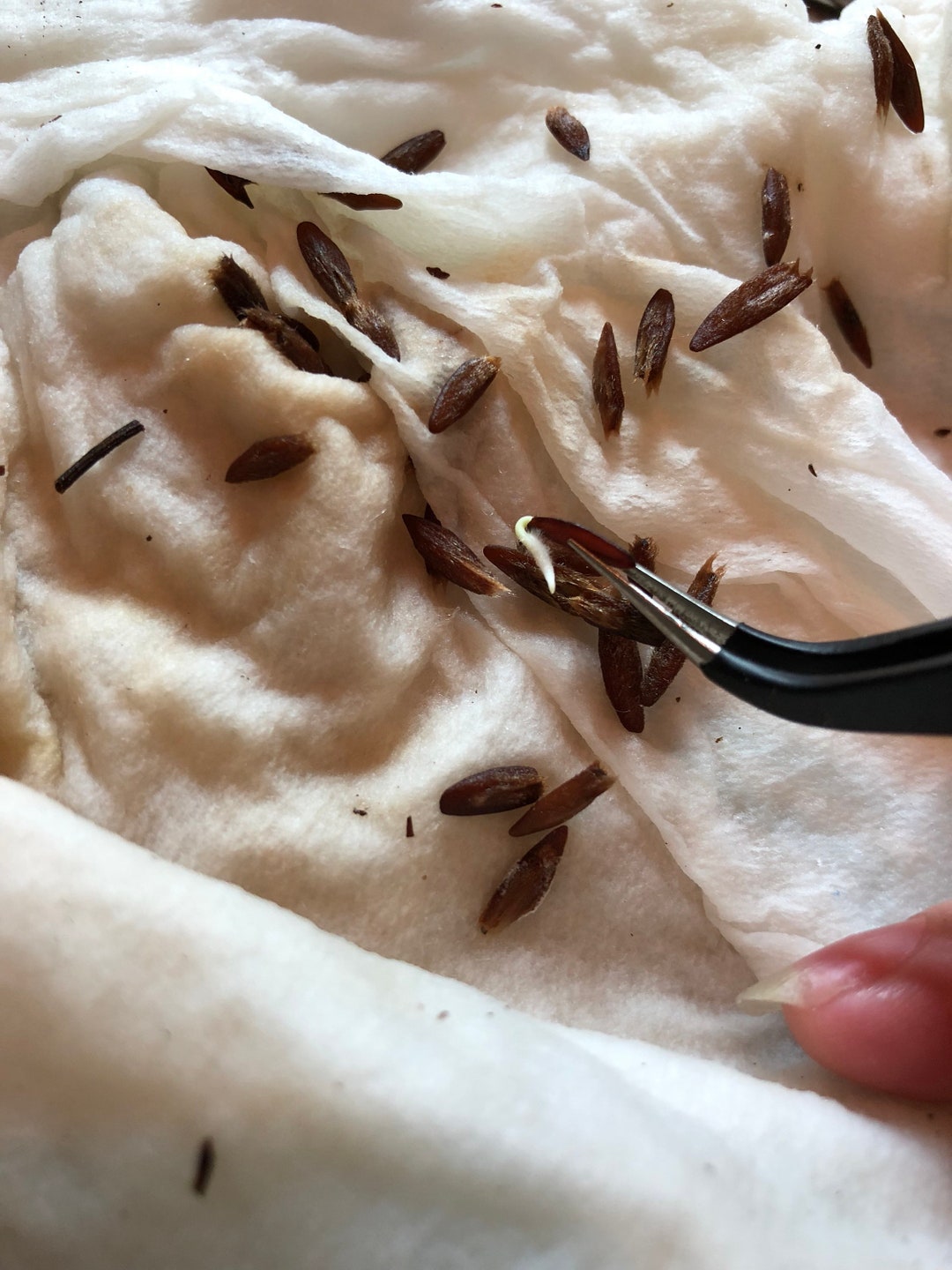 Sour Soup Creeper Seed/aganonerion Polymorphum( Lá Giang ) 5seeds. - Etsy