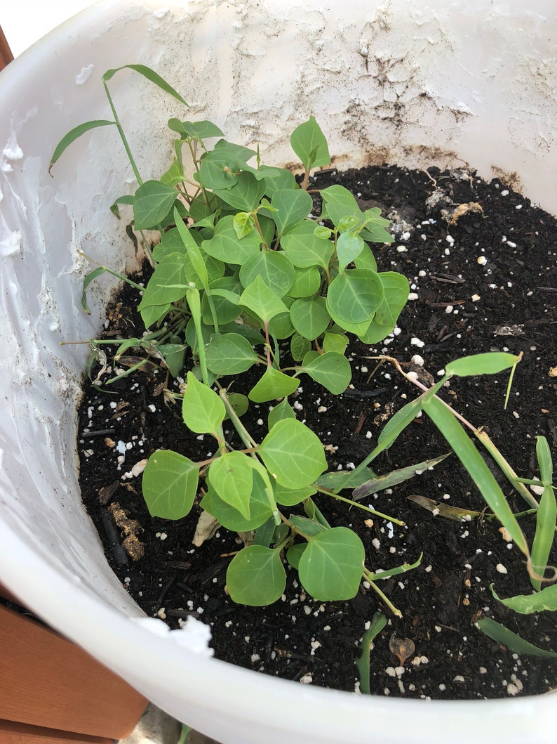 Sour Soup Creeper Seed/aganonerion Polymorphum( Lá Giang ) 5seeds. - Etsy
