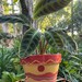 Hand Painted Desert Sun and Moon Flower Pot/plant Pot/boho Decor - Etsy