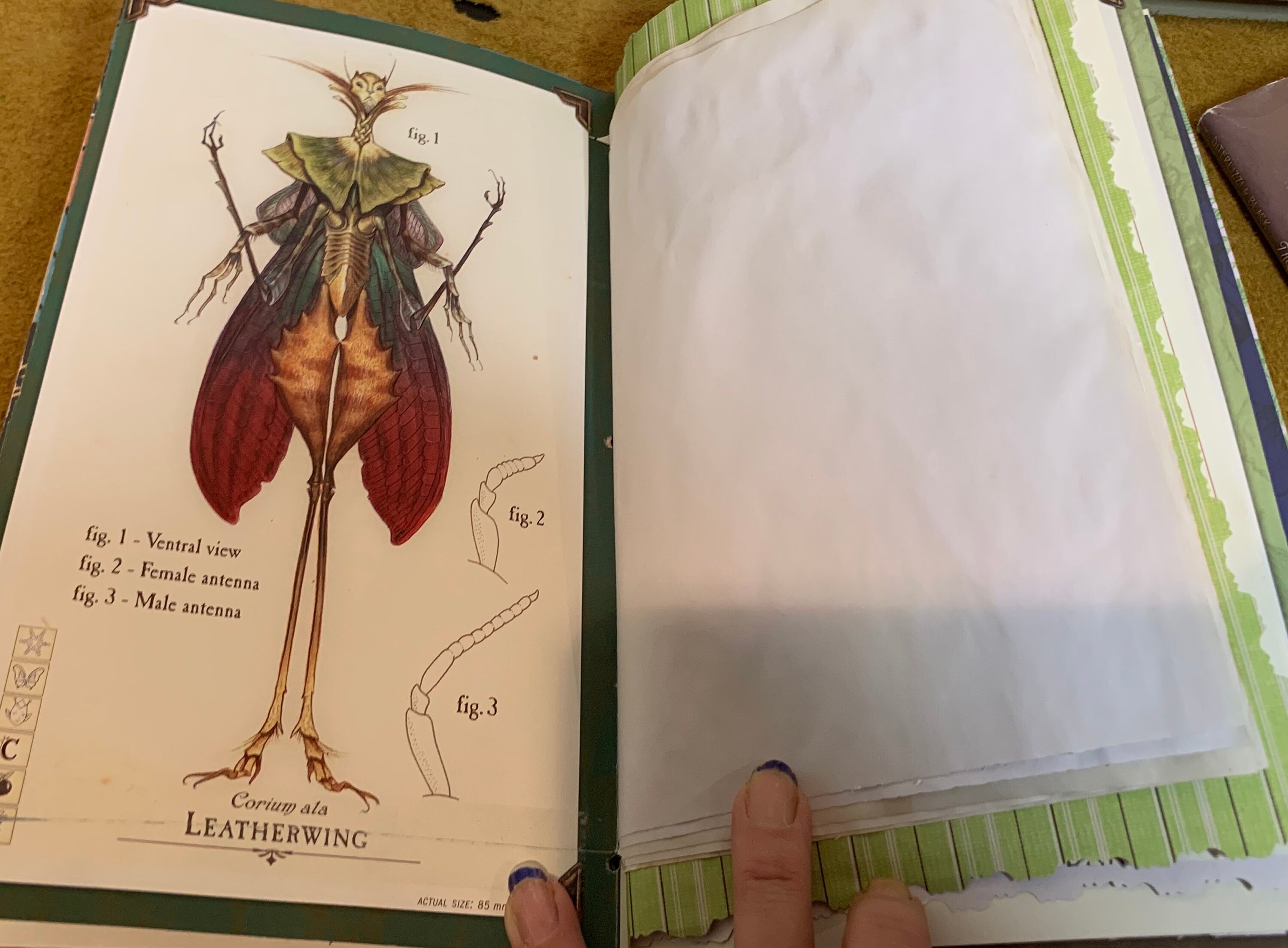 Spiderwick Chronicles Notebook