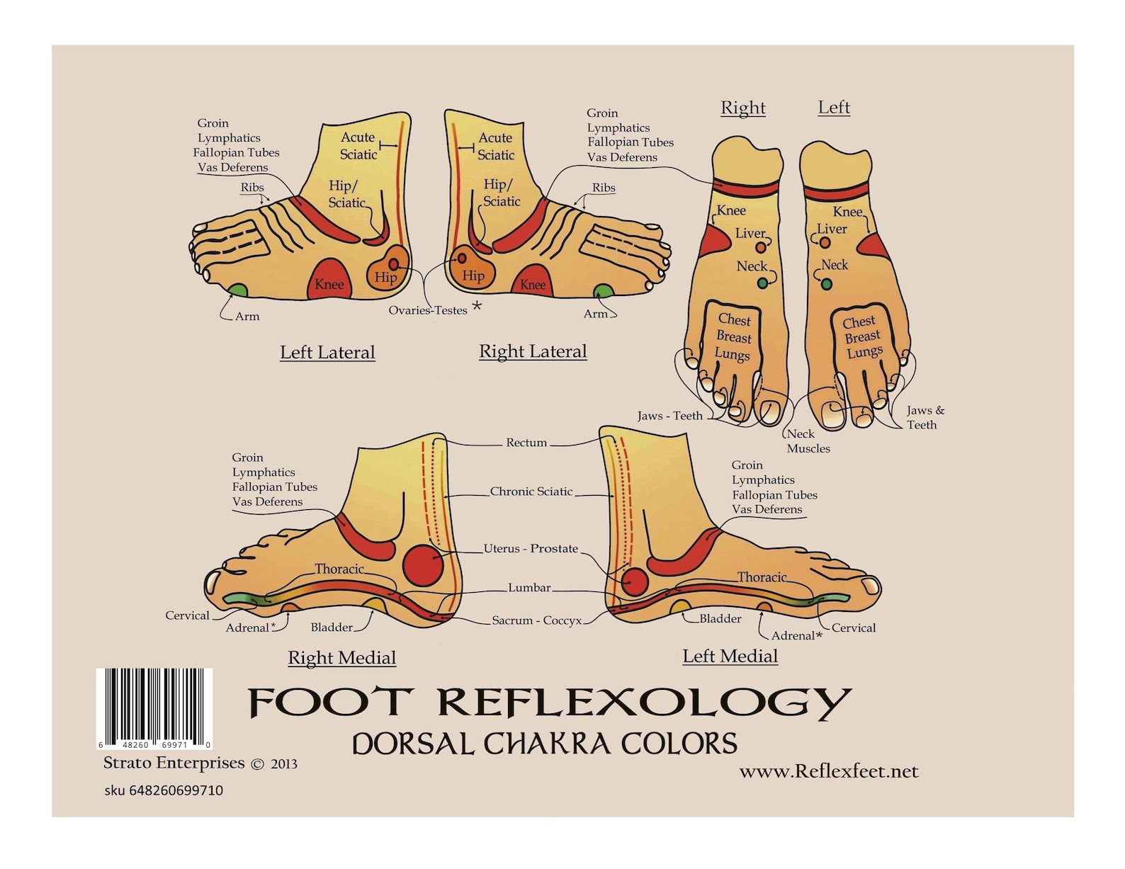 Reflexology Foot Chart - Etsy