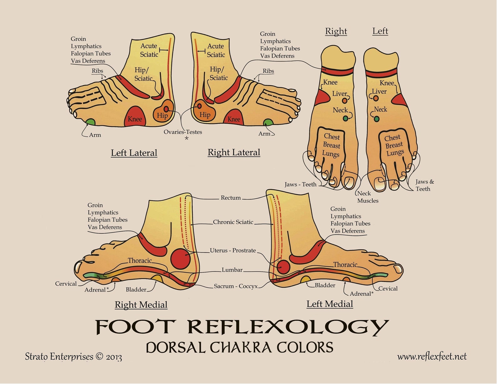 1 Set of Reflexology Feet and Hand Charts - Etsy