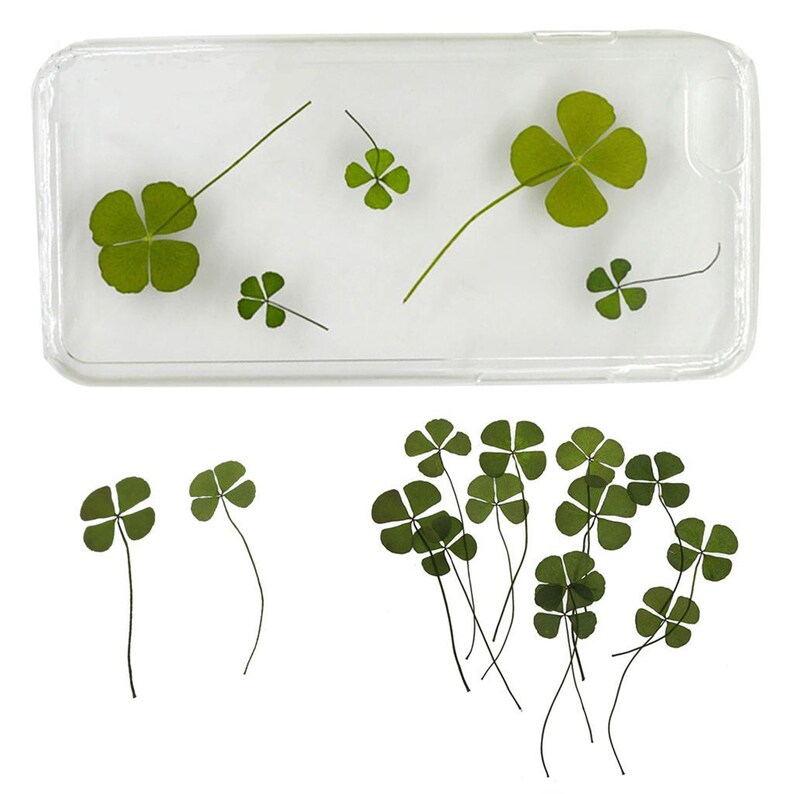 Dried 4 Leaf Clover. 10 Real Pressed Four Leaf Dried Flowers. - Etsy