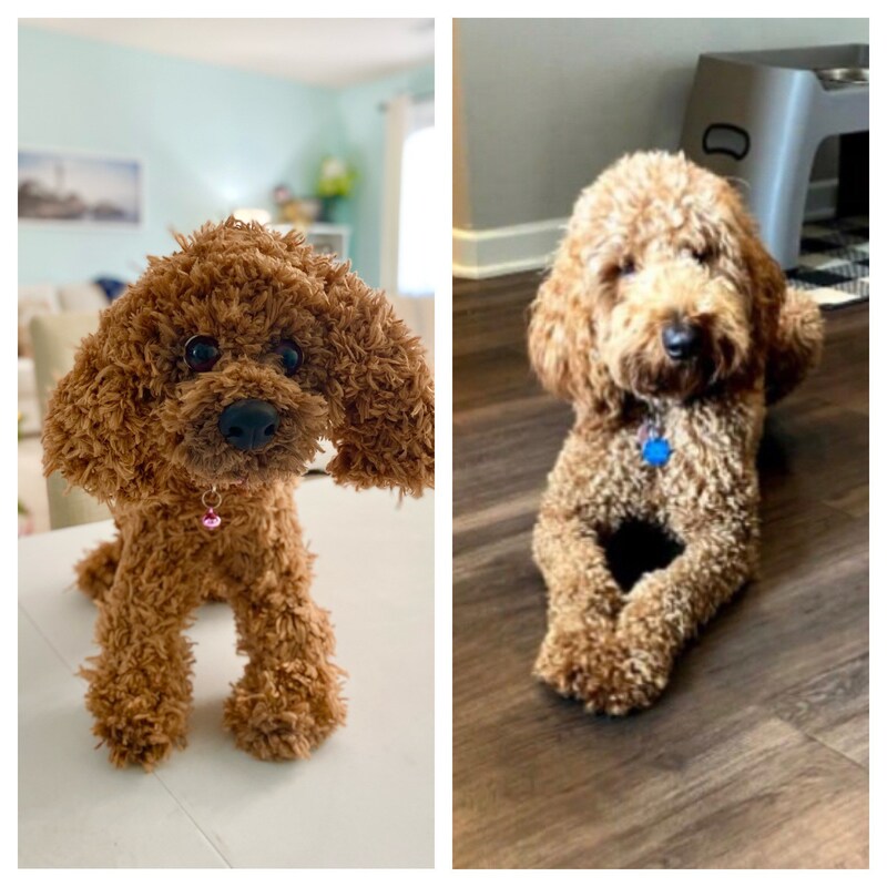 Goldendoodle Crochet Pattern - Etsy