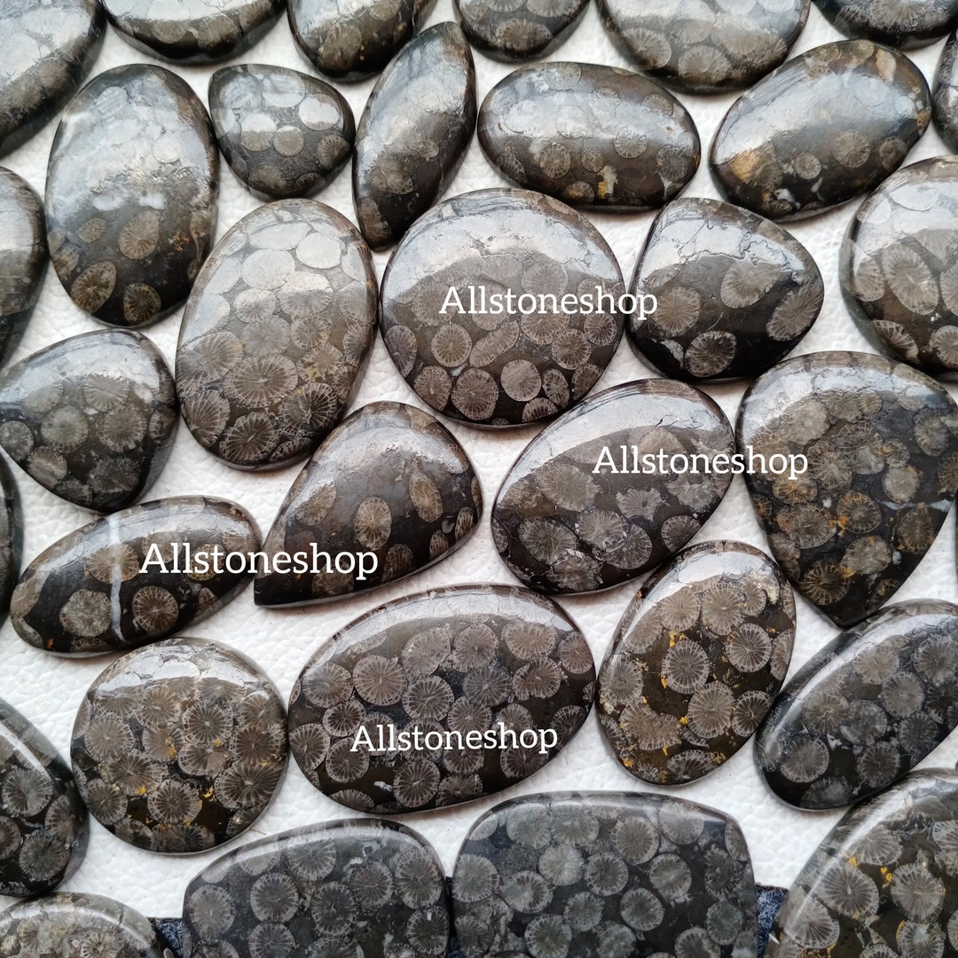 Fossile nero, corallo fossile, lotto di corallo fossile, massa di corallo fossile, corallo ...