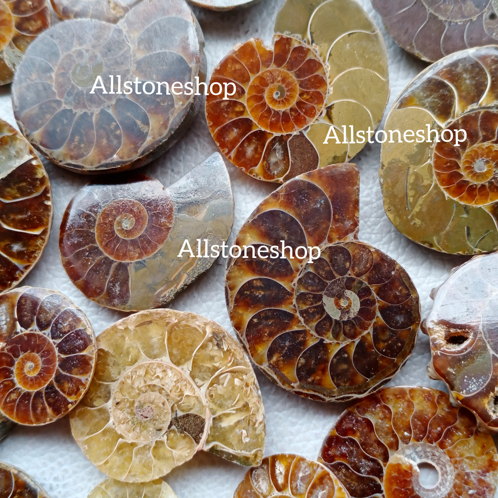 Ammonite Ammonite Stone AAA Ammonite Natural Ammonite - Etsy